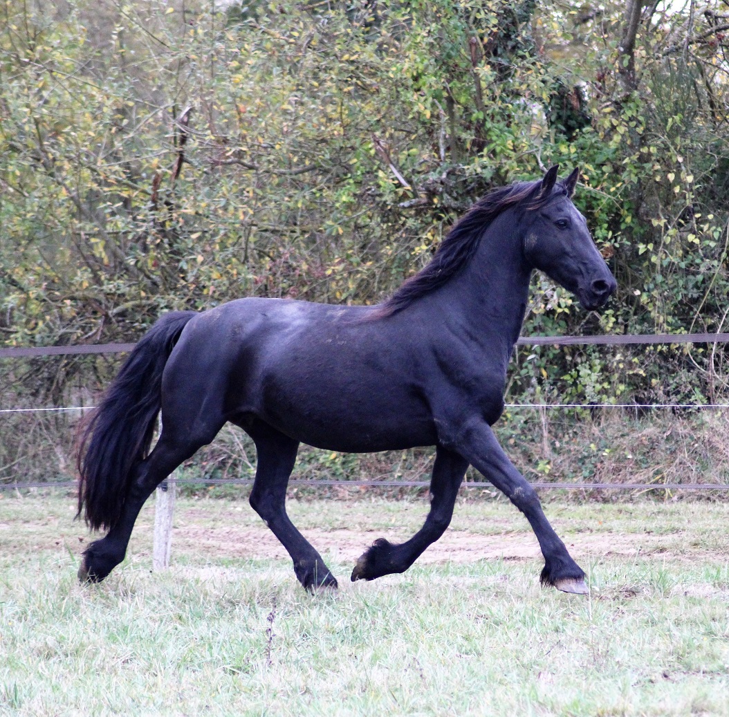 elevage arabo frison chevaux arabo frison à vendre arabo frison