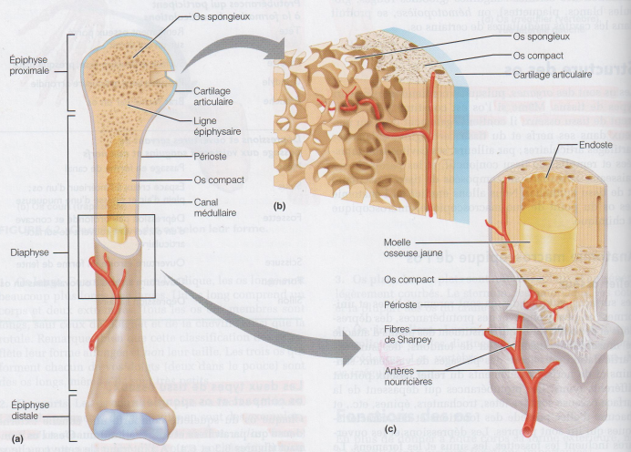 TPE - Les tissus osseux