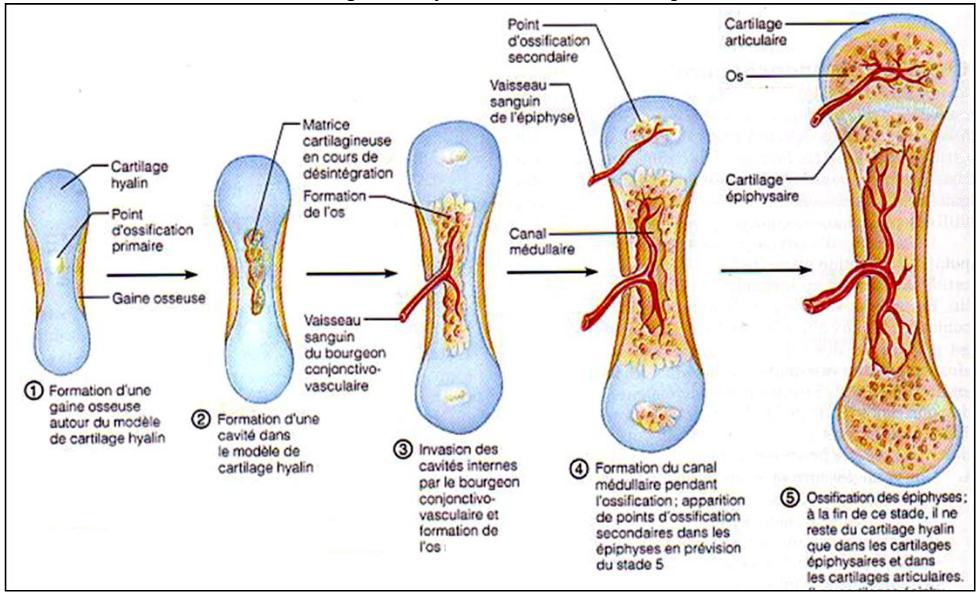 TPE - Les tissus osseux