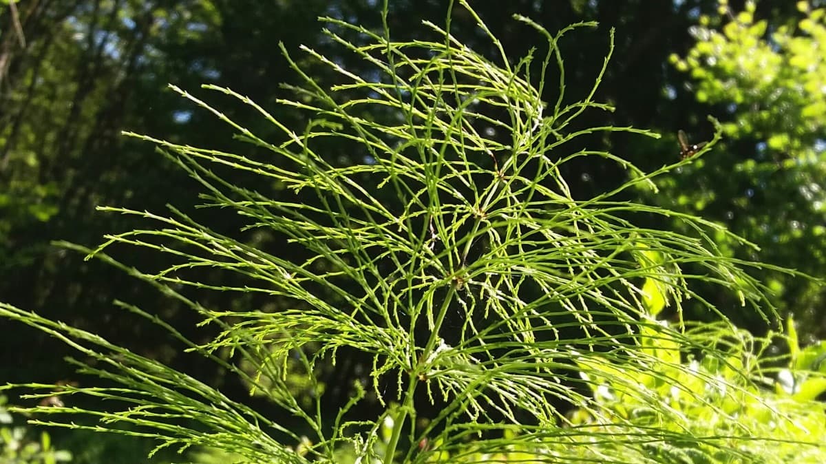 Photos des lieux de récolte et des plantes récoltées-J2m Natura