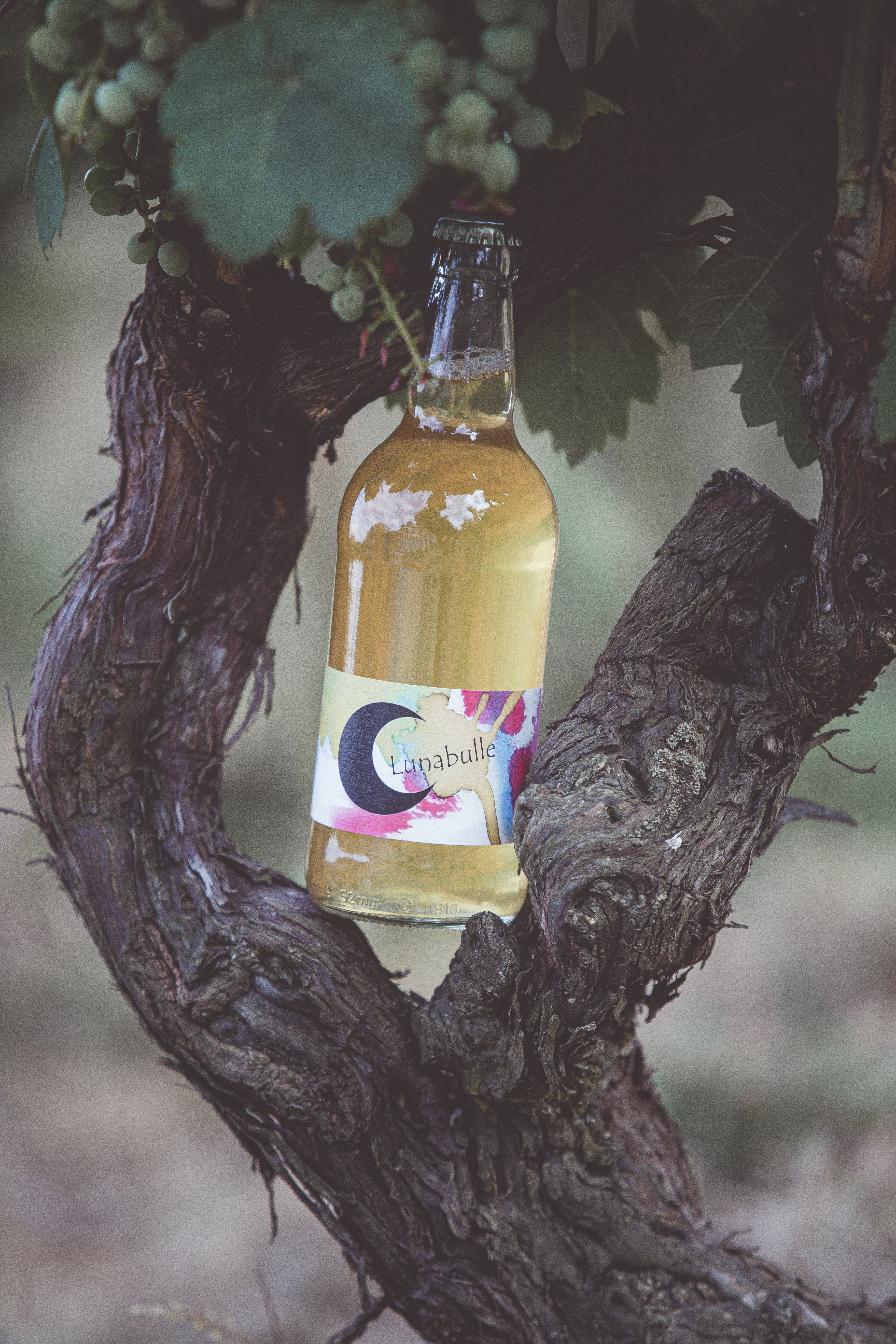 Domaine les Genêts - Clairette de Die Bio - Notre Clairette