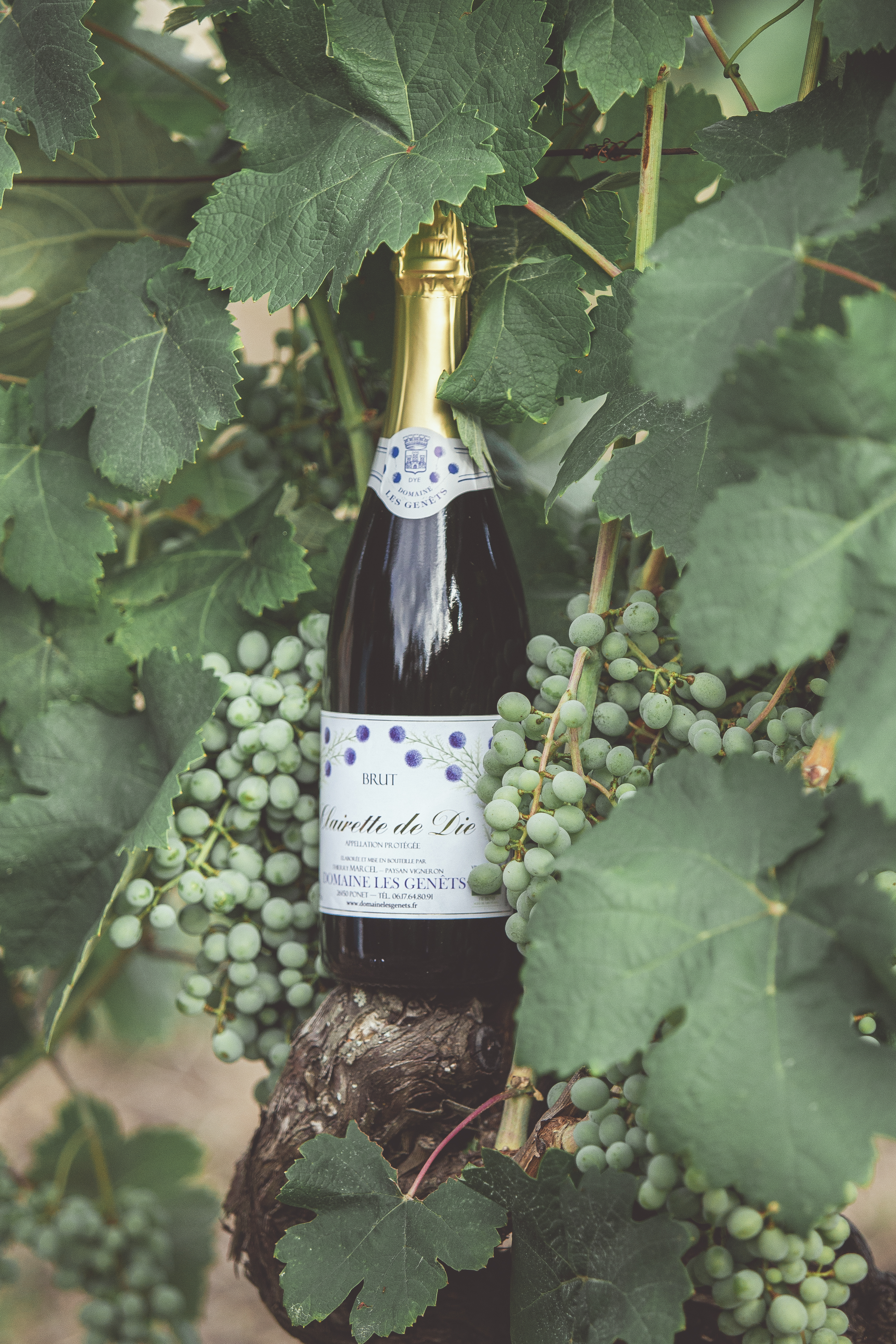 Domaine les Genêts - Clairette de Die Bio - Notre Clairette