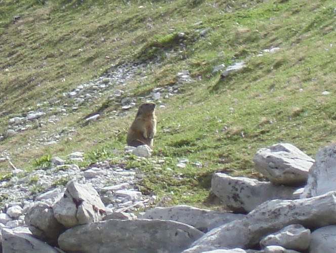 Animaux sauvages de Suisse - Bouquetins - Marmottes